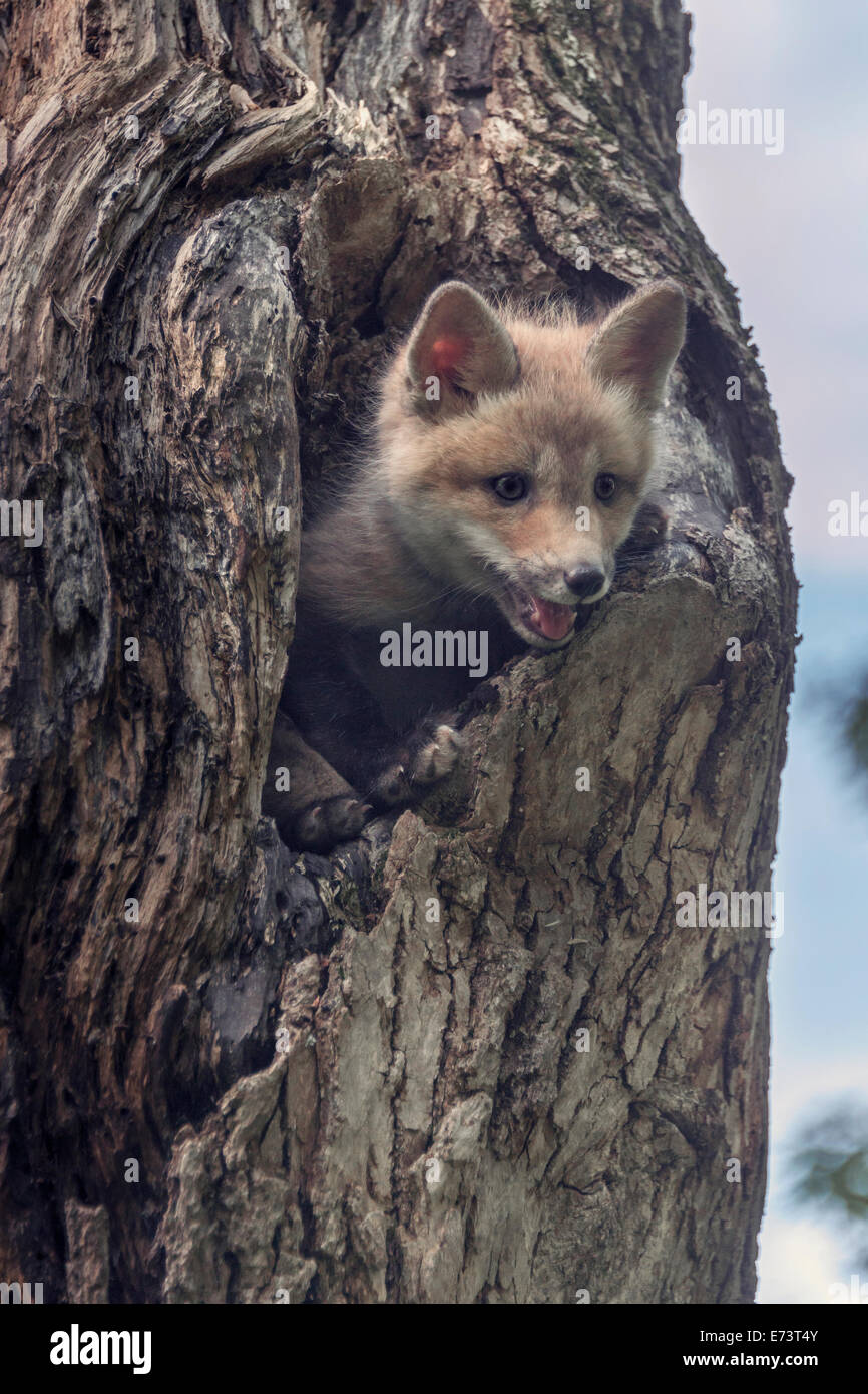 Fox peeking out of hole hi-res stock photography and images - Alamy