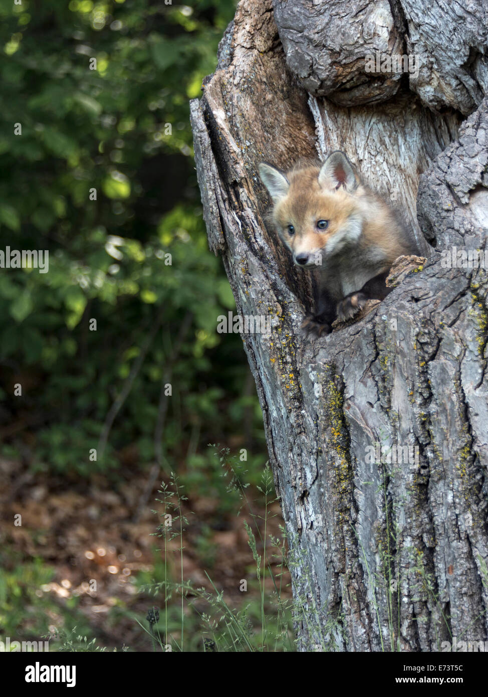 Hollow log fox hi-res stock photography and images - Alamy