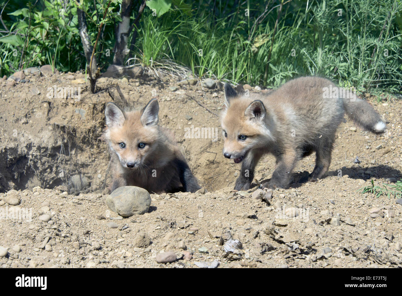 Pair of fox kits near a den, near Sandstone, Minnesota, USA Stock Photo ...