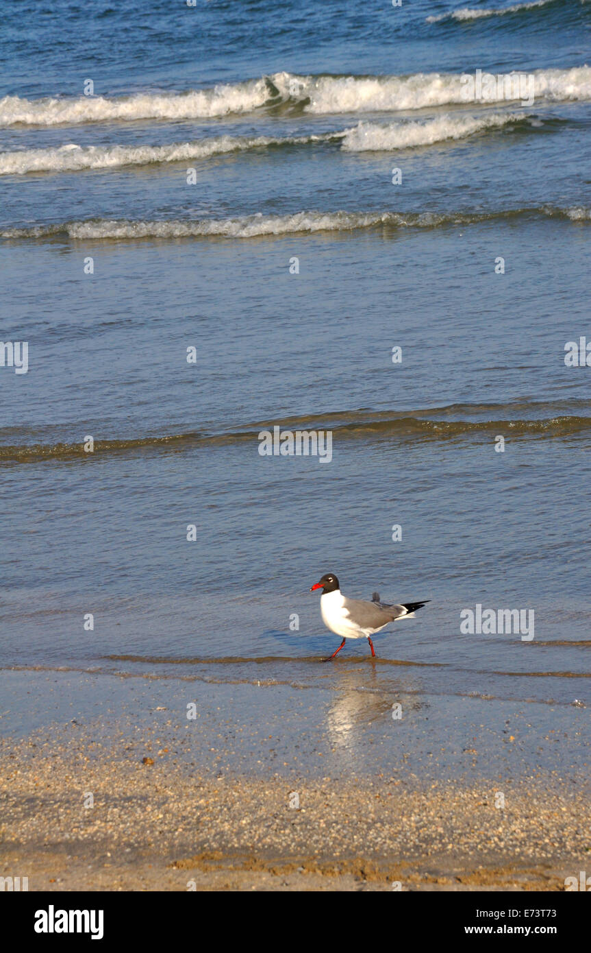 Galveston seagulls hi-res stock photography and images - Alamy