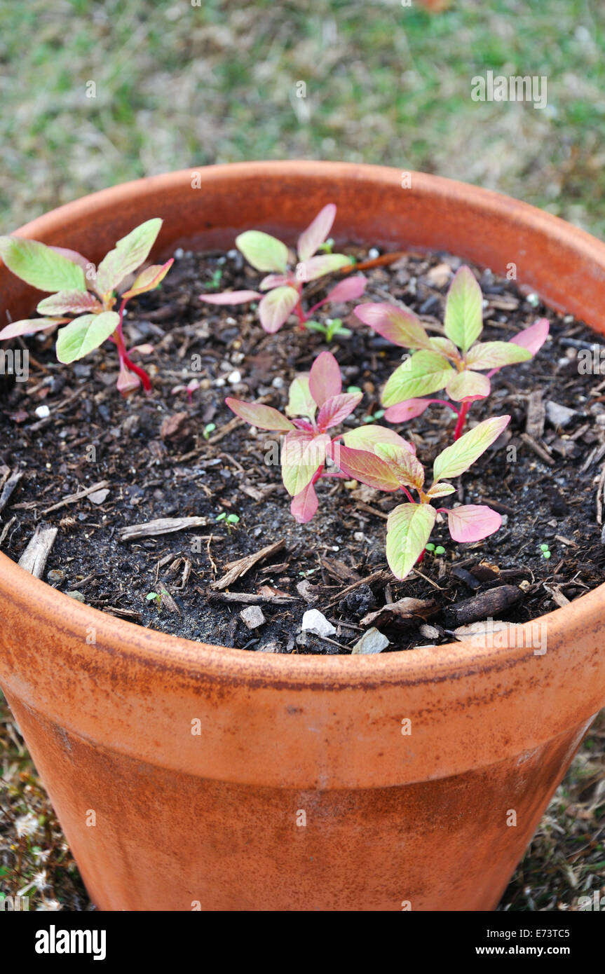 Amaranth microgreens hi-res stock photography and images - Alamy