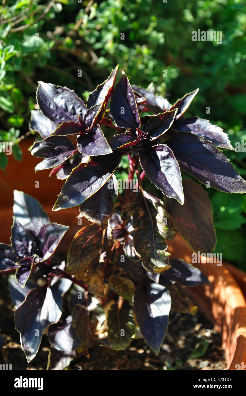 Purple Ruffles basil Stock Photo - Alamy