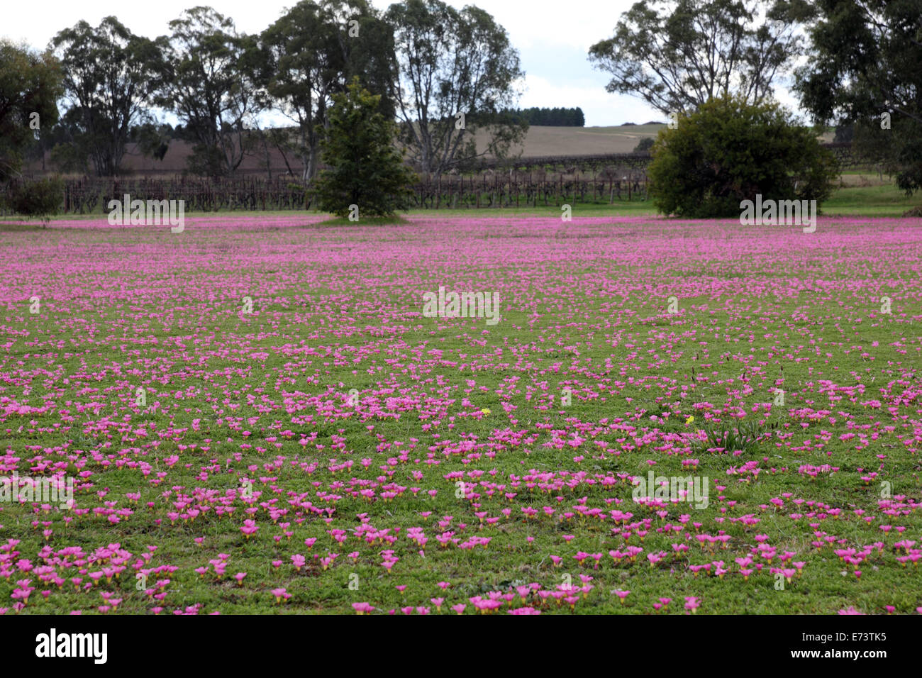 Carpet of wild flowers in the Barossa Valley Australia Stock Photo - Alamy