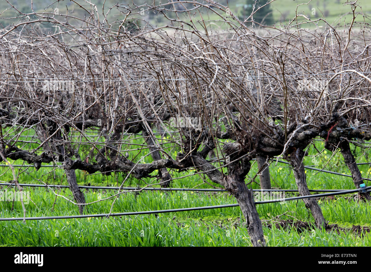 Dormant grape vines in the Barossa Valley of Australia Stock Photo - Alamy