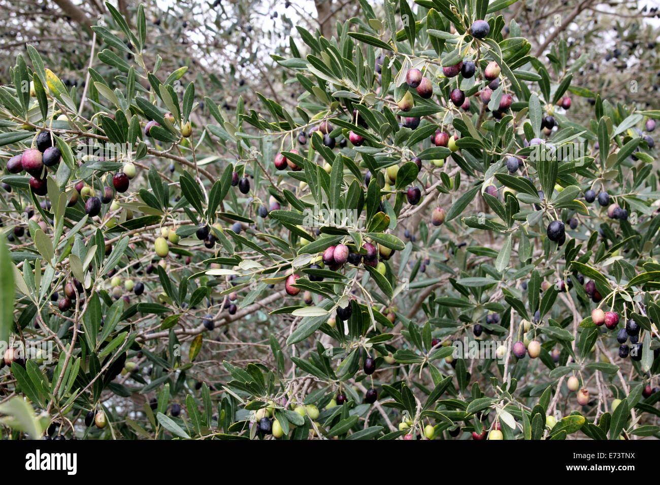 Olives ripening on tree in the Barossa Valley in Australia Stock Photo ...