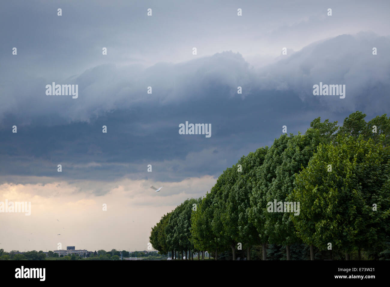 Trees blowing in storm hi-res stock photography and images - Alamy