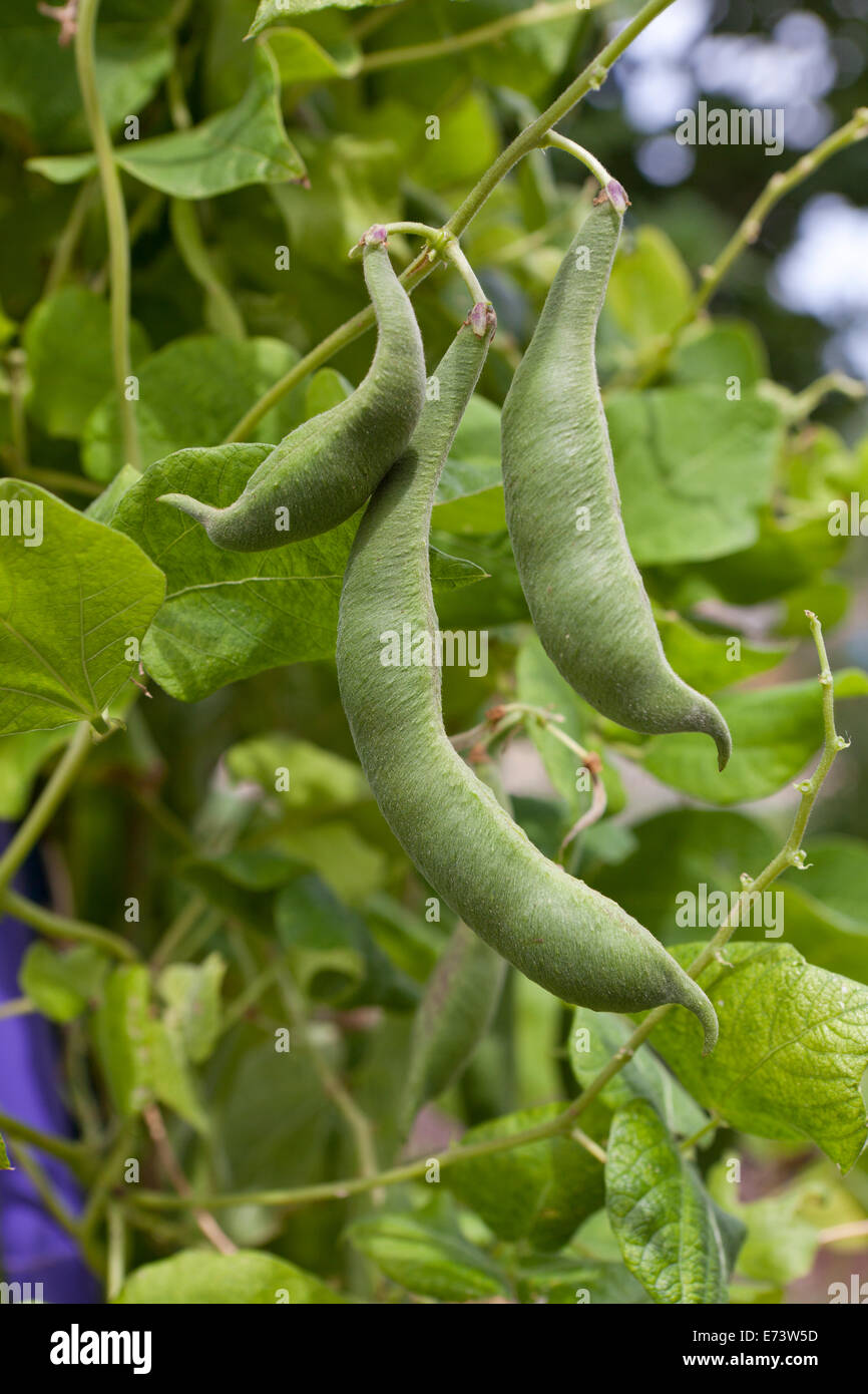 Bean Stalk High Resolution Stock Photography and Images - Alamy