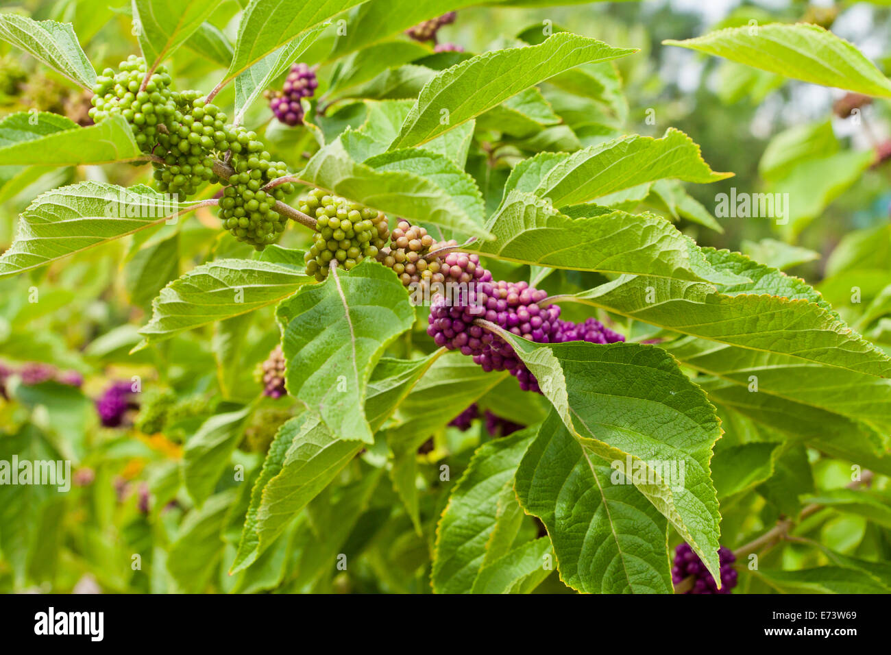 American beautyberry plant (Callicarpa americana) - USA Stock Photo - Alamy
