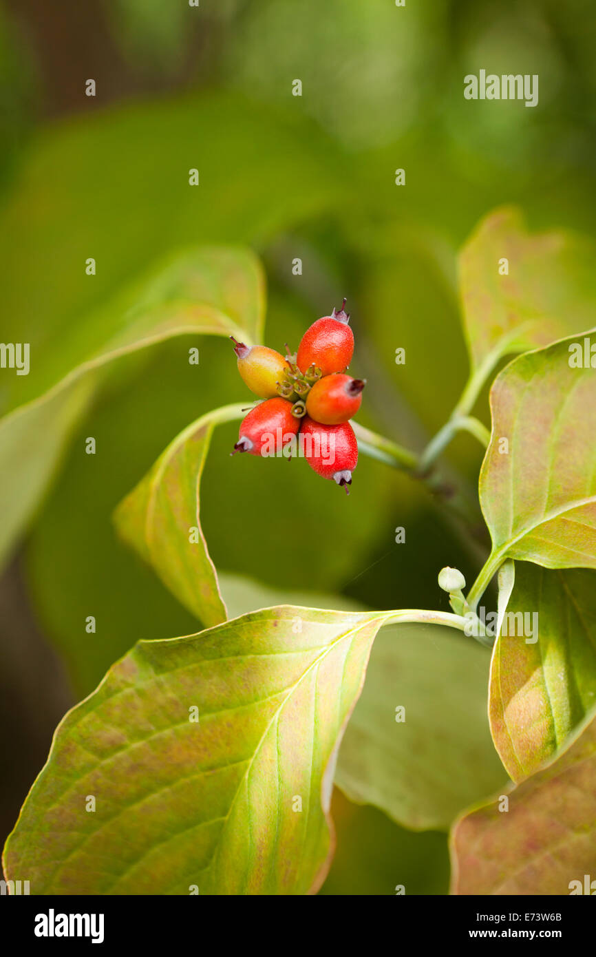 Dogwood tree hi-res stock photography and images - Alamy