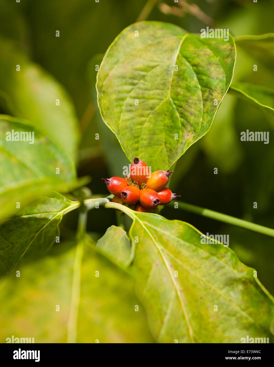 Flowering Dogwood tree fruits in autumn (Cornus florida) - Virginia USA ...