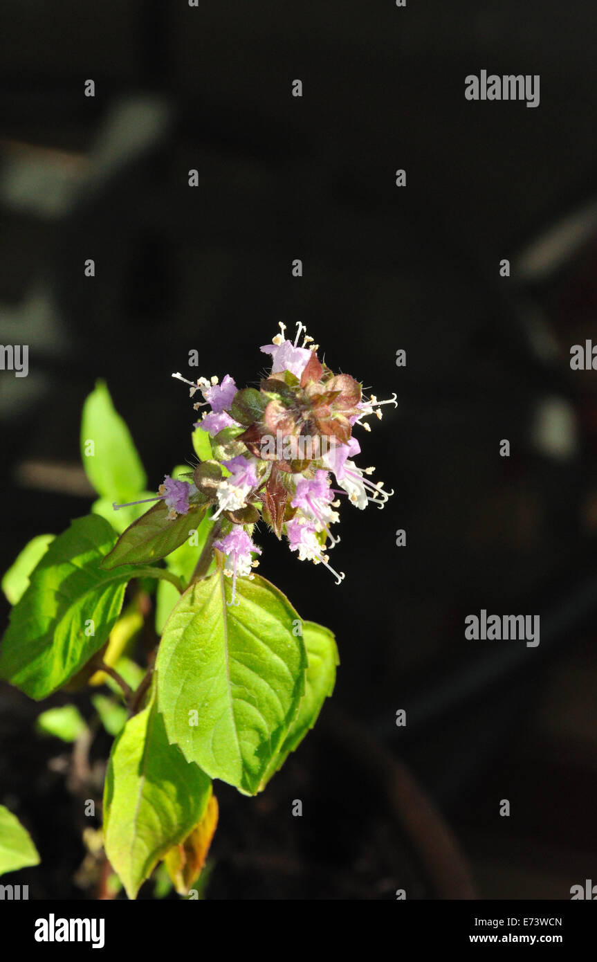 Basil flowering hi-res stock photography and images - Alamy