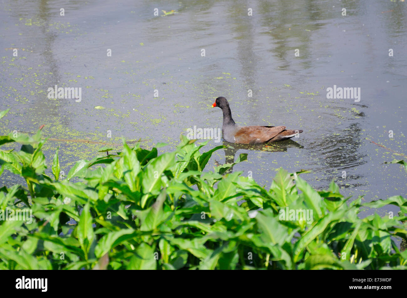 High island hi-res stock photography and images - Alamy