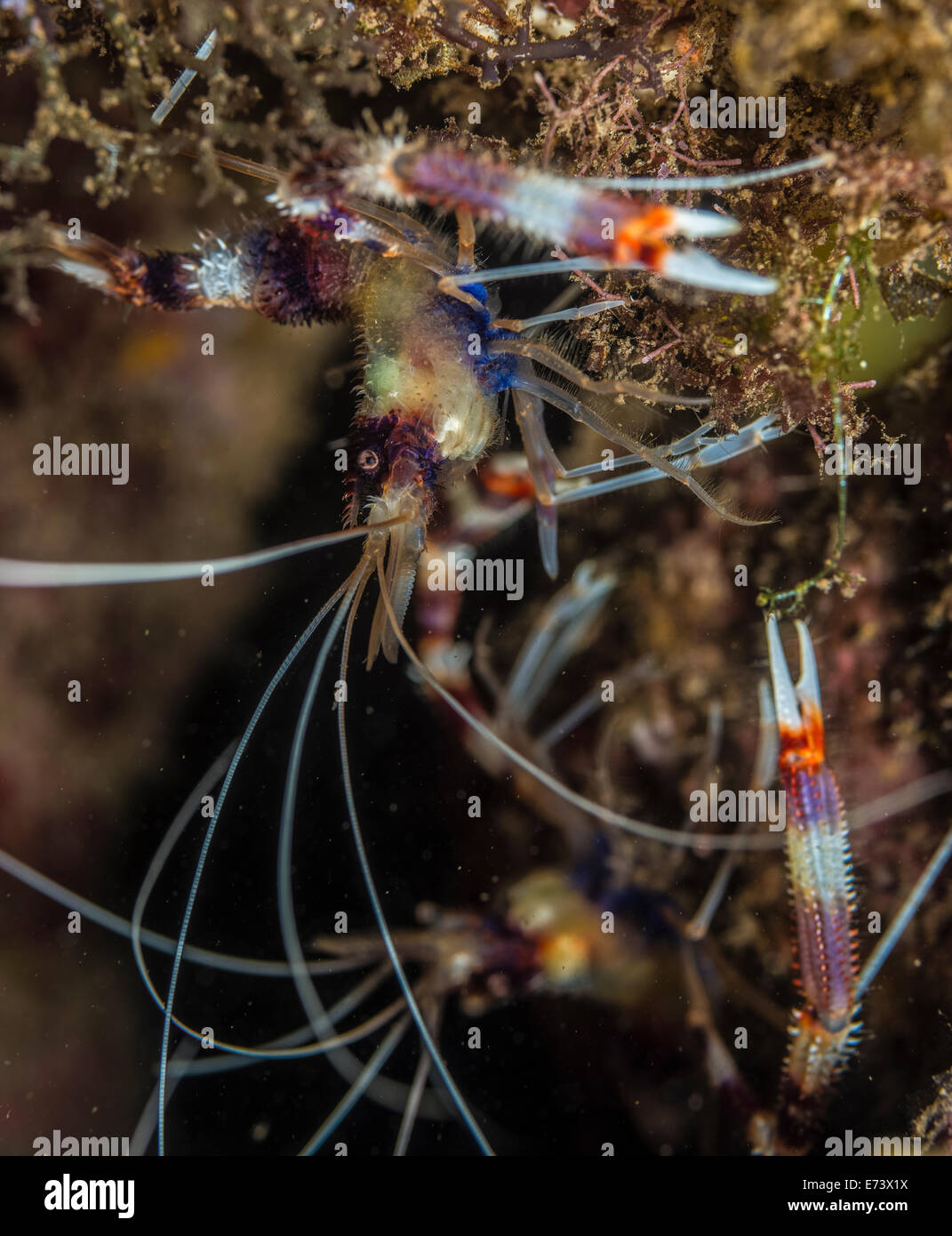 Banded coral shrimps on a coral Stock Photo - Alamy
