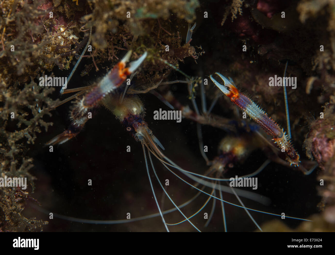 Banded coral shrimps on a coral Stock Photo - Alamy