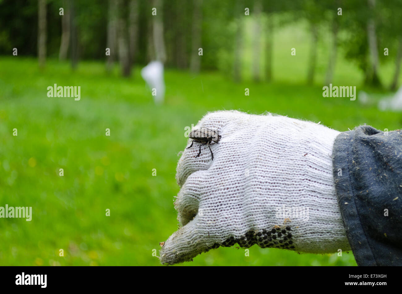 Ergates hi-res stock photography and images - Alamy