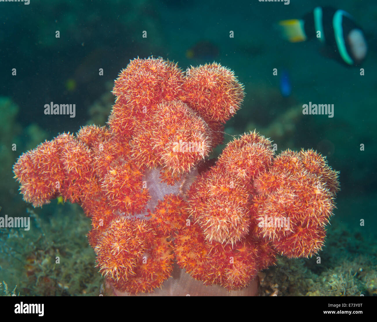 Red soft coral on the sea bottom Stock Photo - Alamy