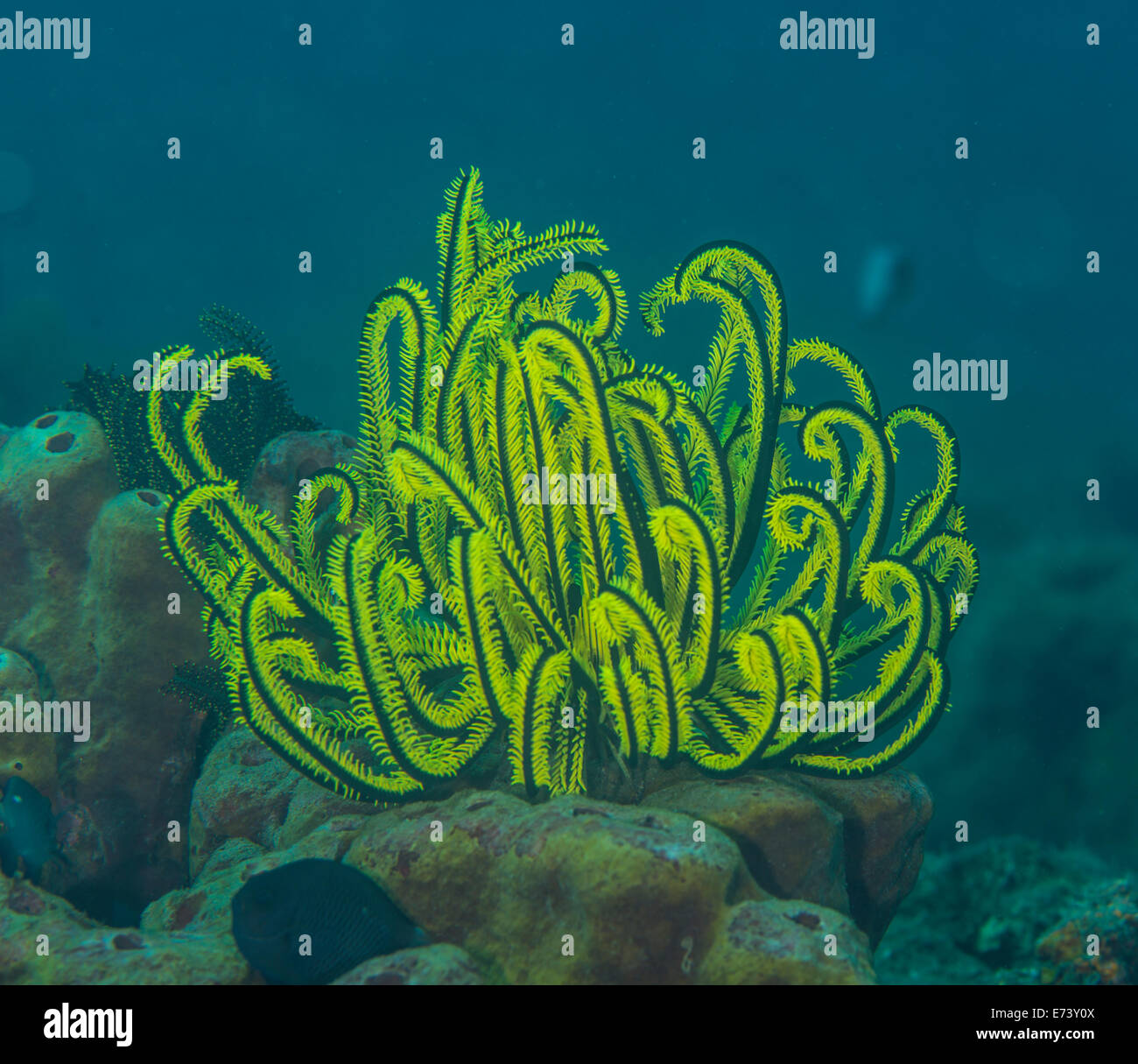 Bennetts feather star hi-res stock photography and images - Alamy