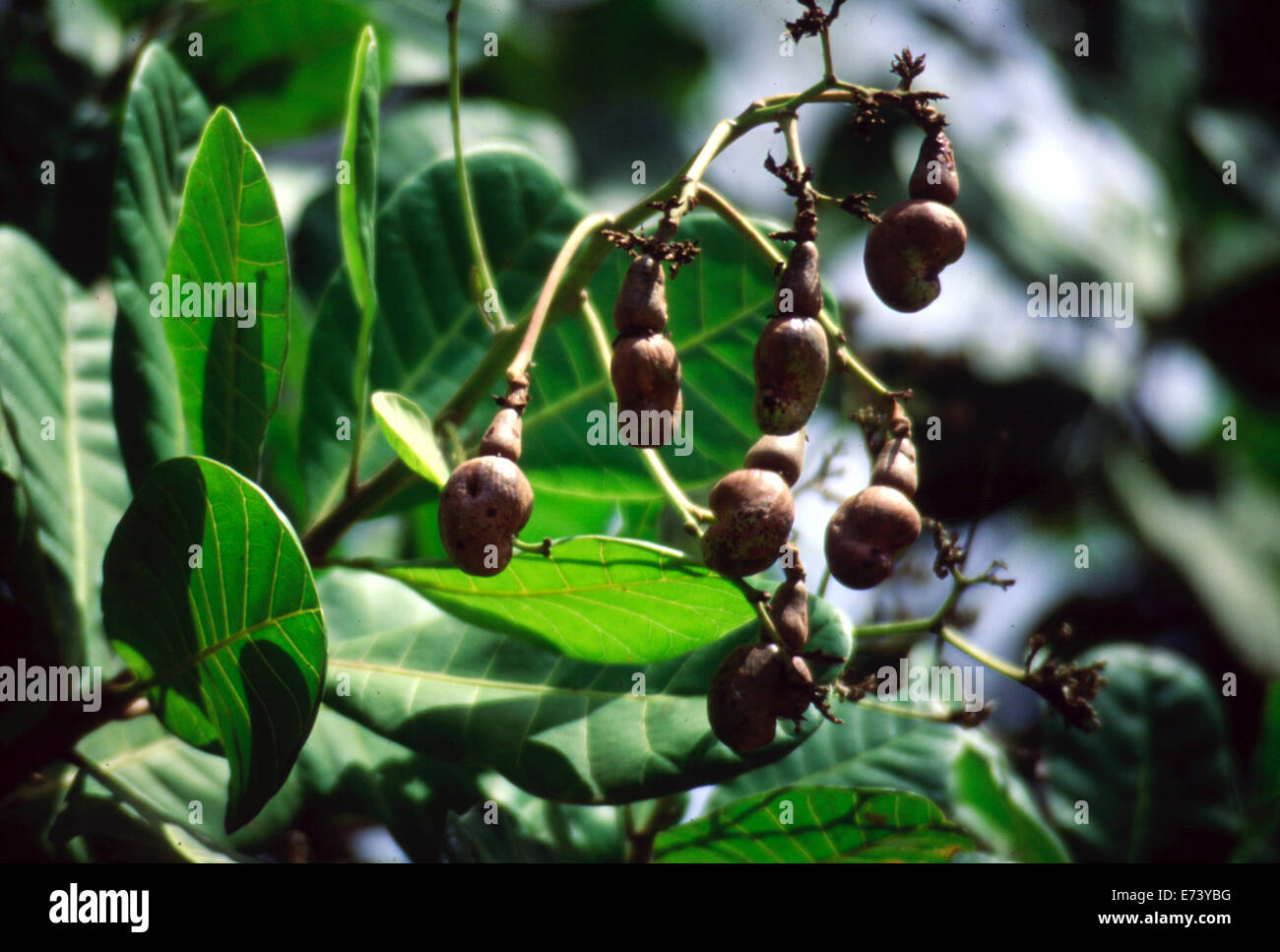 Cashew nuts on a tree in East Africa Stock Photo - Alamy