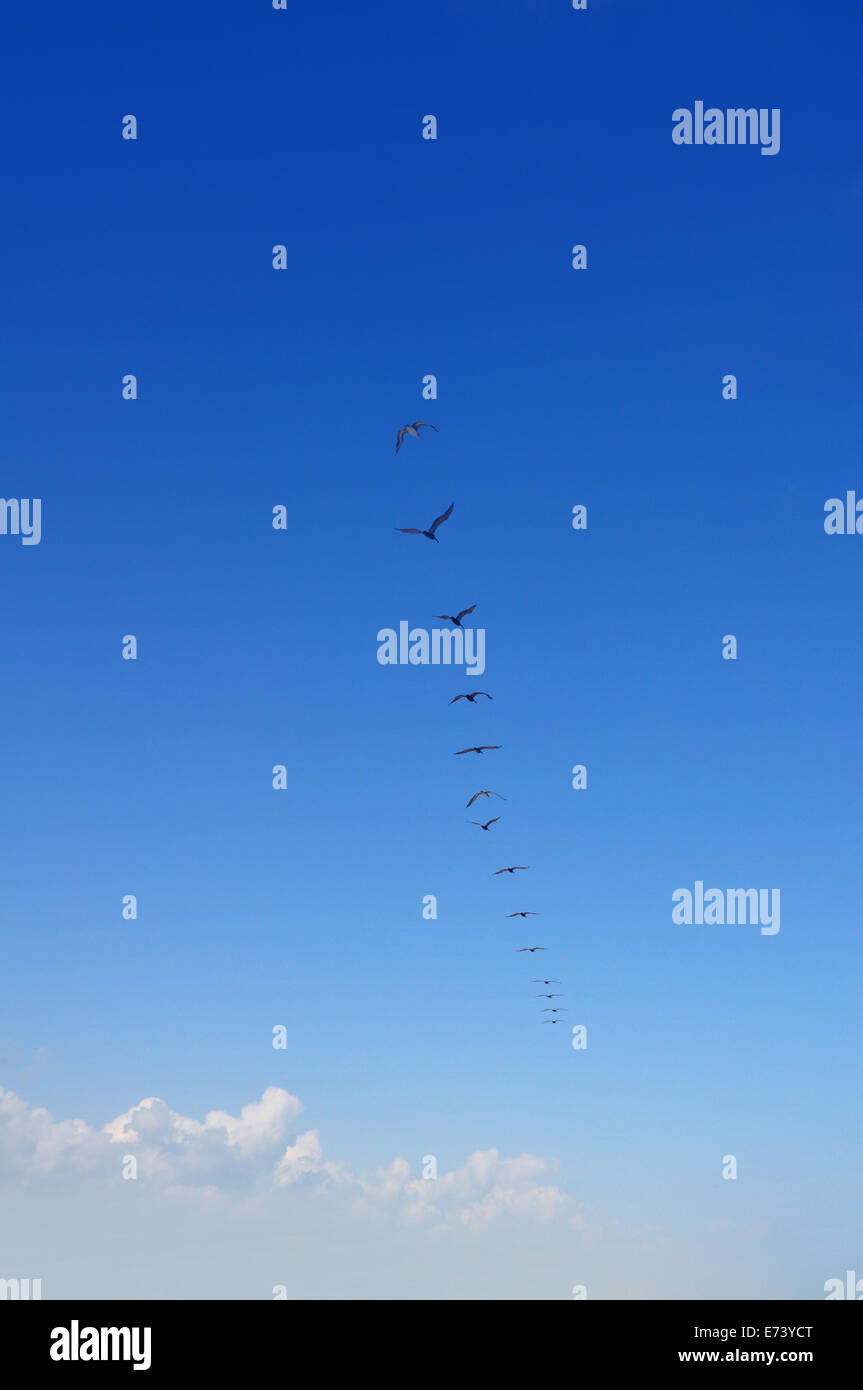 Birds in sky hi-res stock photography and images - Alamy
