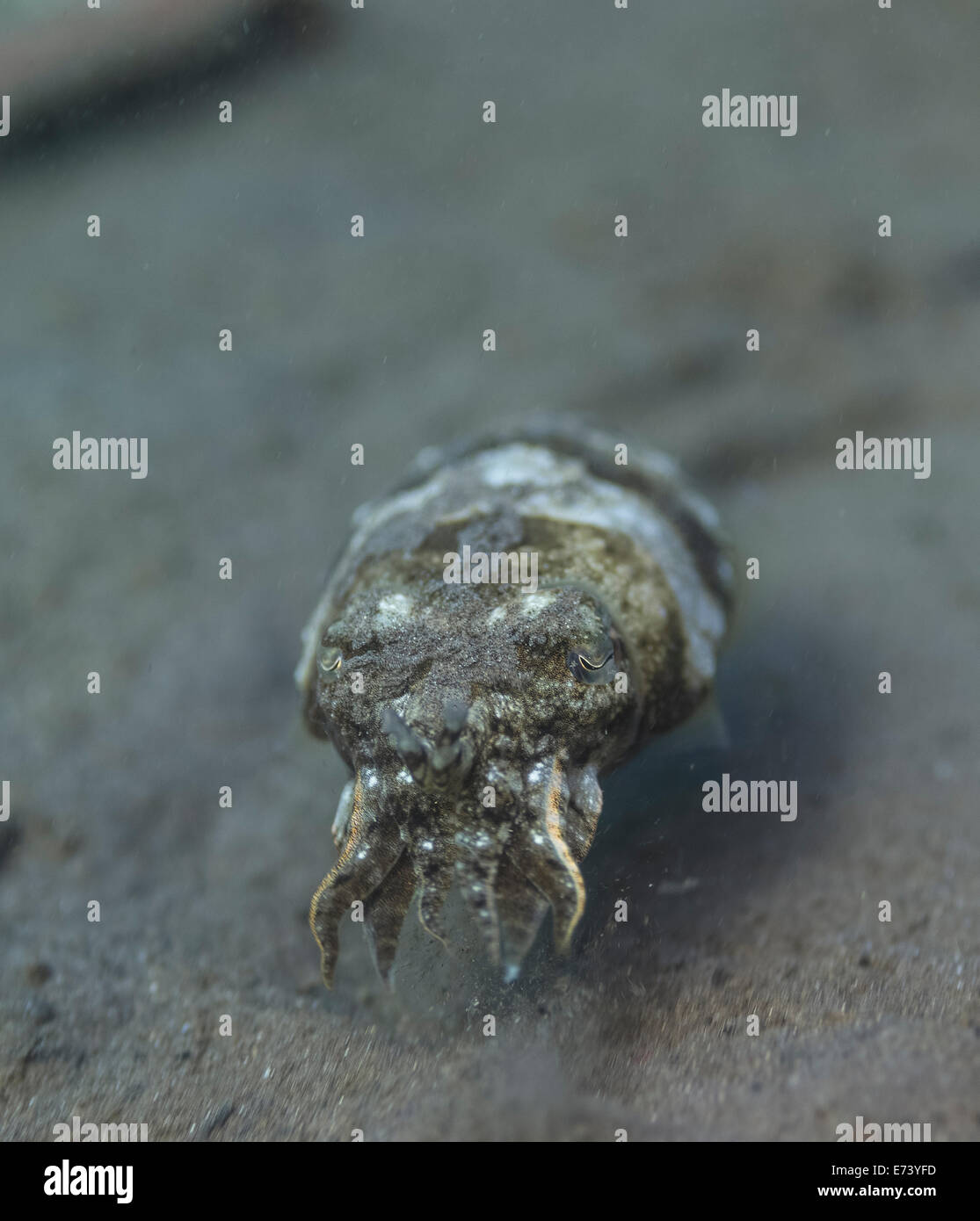 Camouflaged cuttlefish hi-res stock photography and images - Alamy