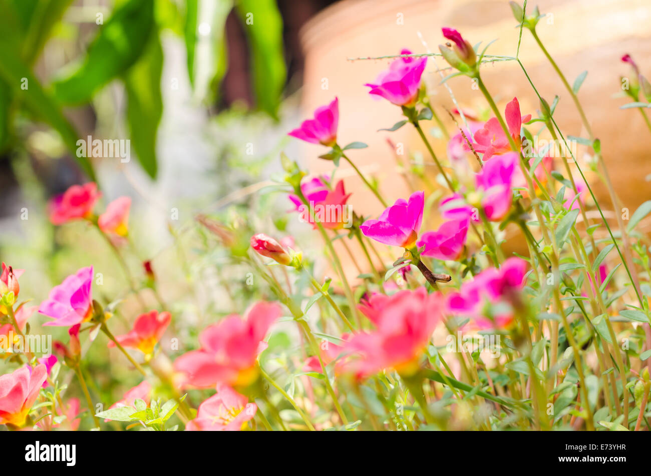 Common Purslane or Verdolaga or Pigweed or Little Hogweed or Pusley ...