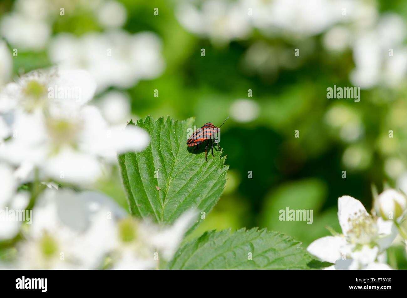 small red beetle sits on green leaf summer nature Stock Photo - Alamy
