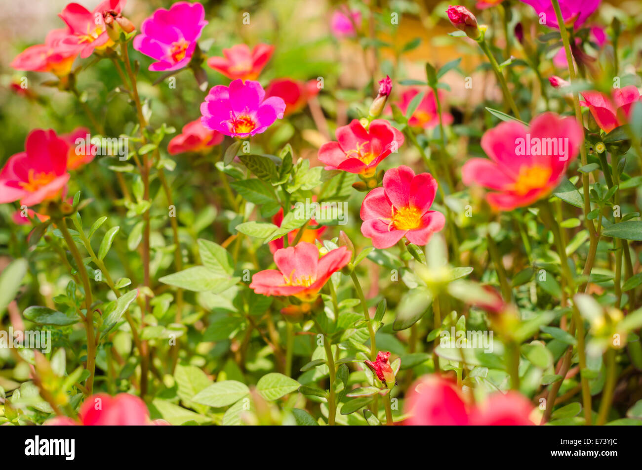 Common Purslane or Verdolaga or Pigweed or Little Hogweed or Pusley ...
