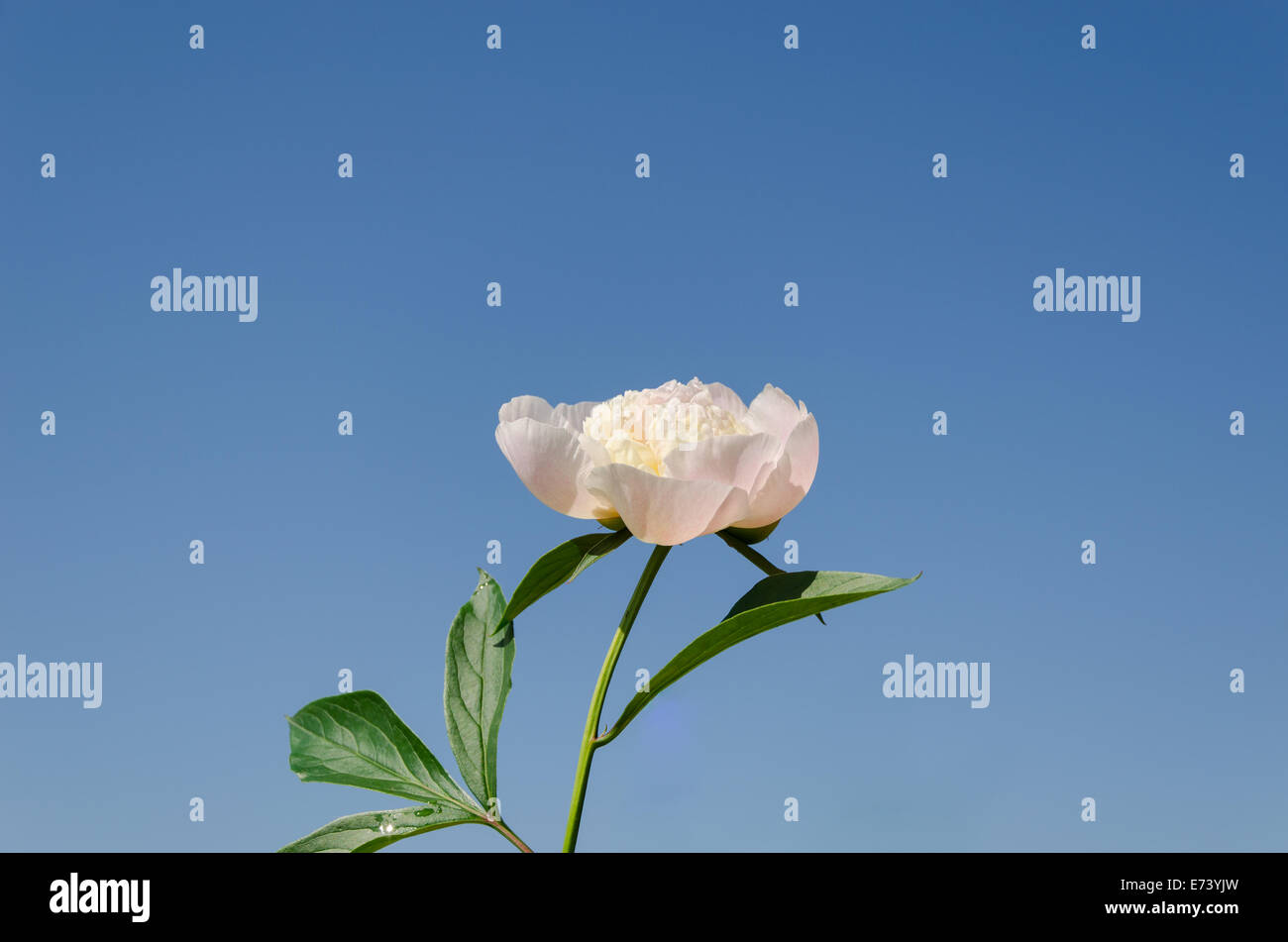 small white peony bud with green leaves on blue sky background Stock ...