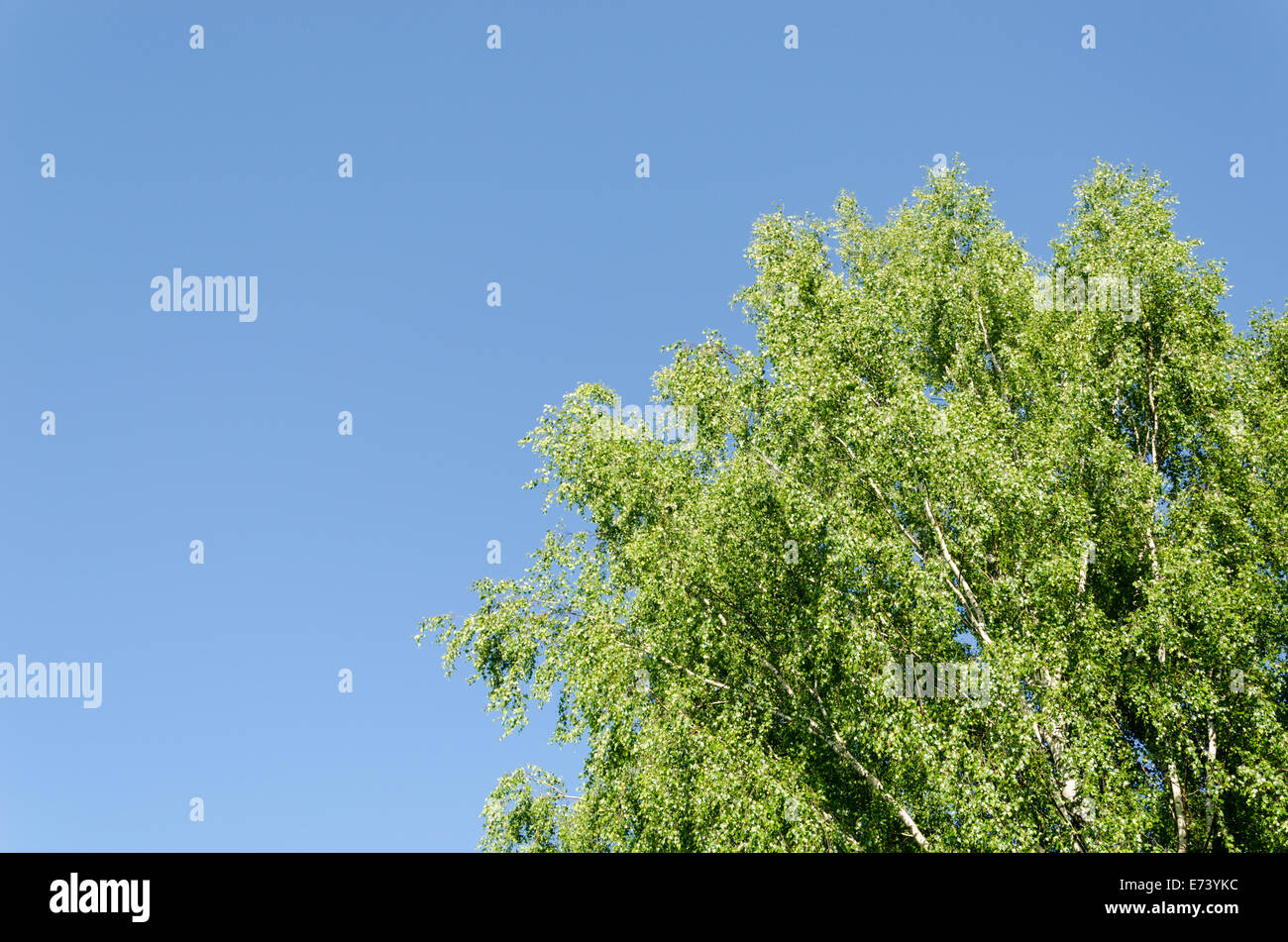 big old wide birch branches on blue sky background Stock Photo - Alamy
