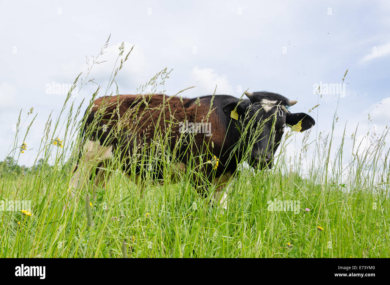 Bull grass hi-res stock photography and images - Alamy