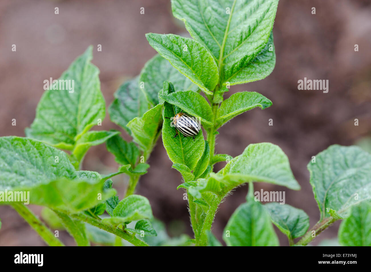 Colorado beetle insect parasite hi-res stock photography and images - Alamy
