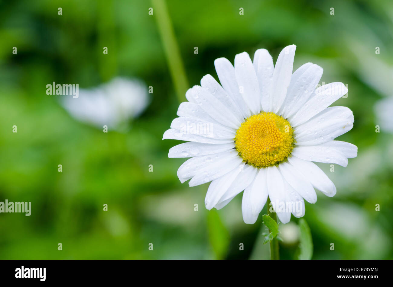 Closeup of dewy daisy flower bloom with petals Stock Photo - Alamy