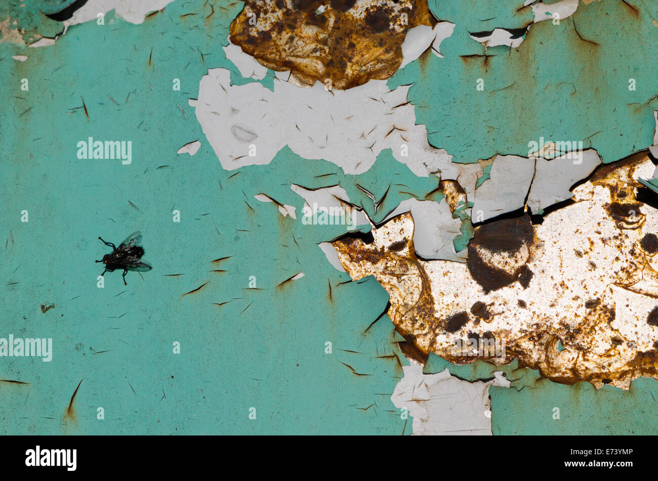 background of cracked surface of the plate and small black fly Stock ...