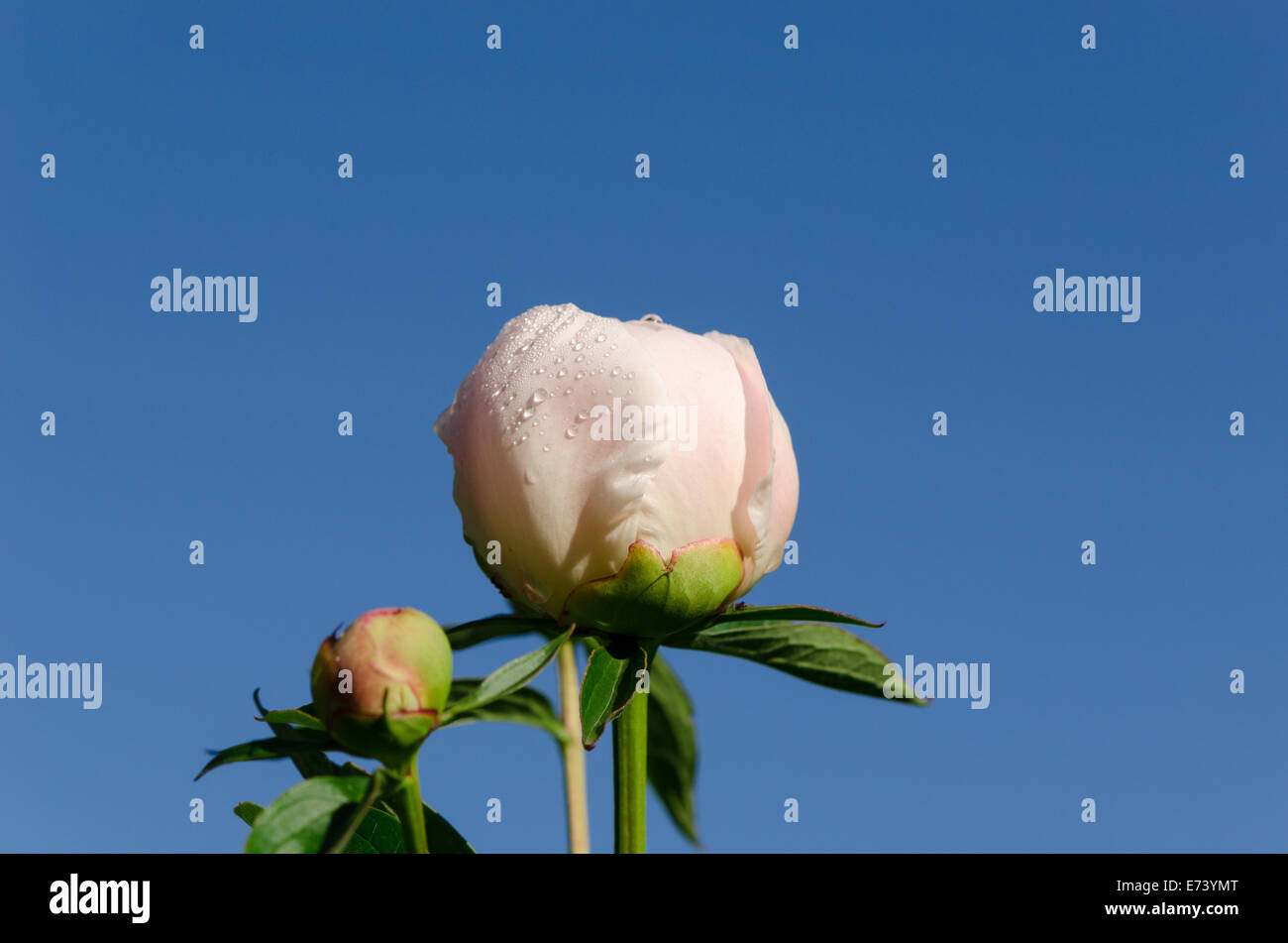 small white peony bud with shiny dew drop on blue sky background Stock ...