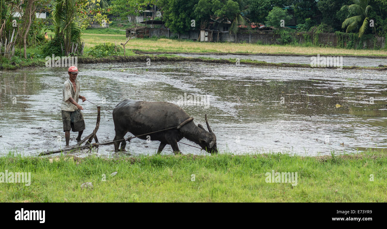 Farmer plowing in rice farm hi-res stock photography and images - Alamy