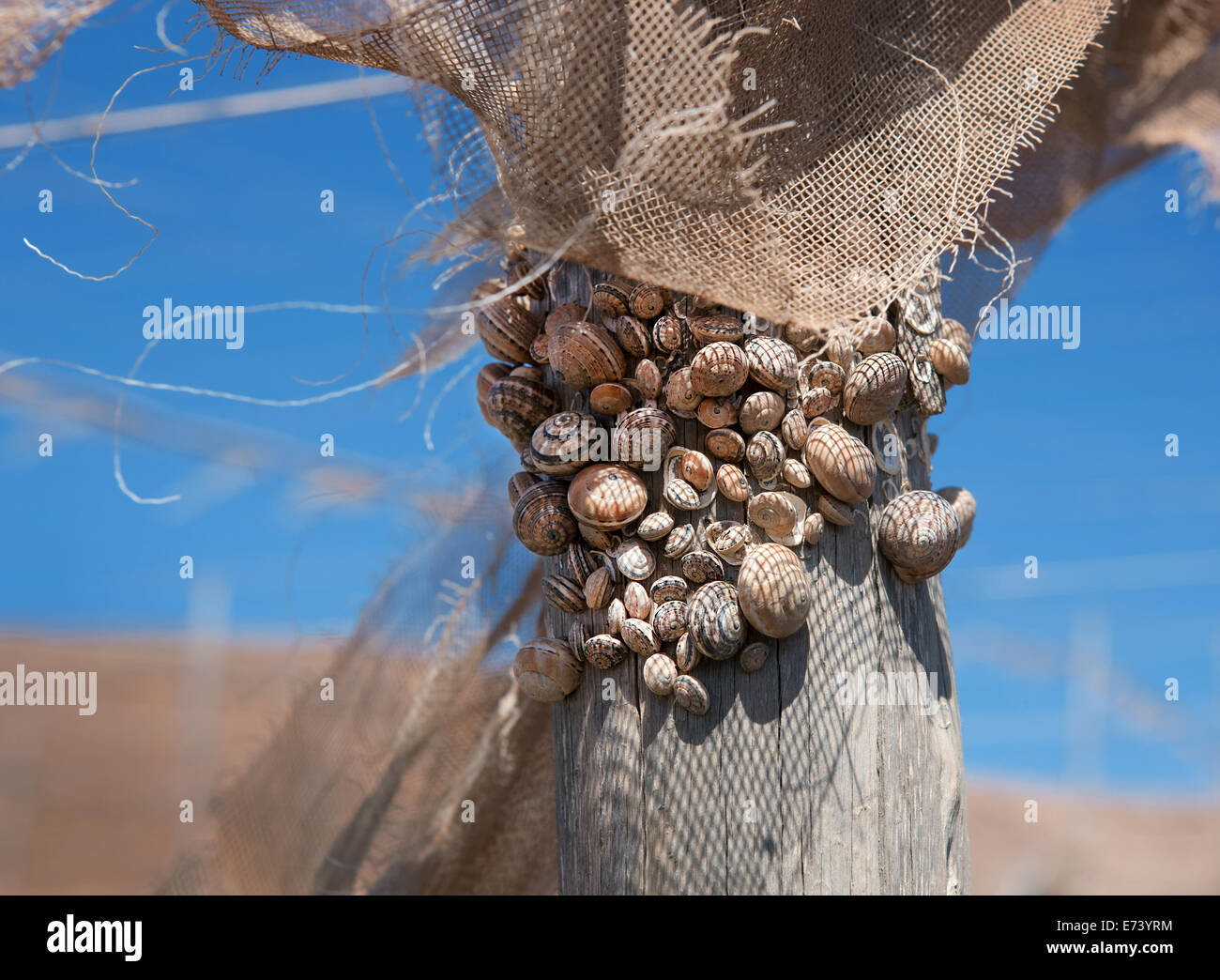 Snail shells hi-res stock photography and images - Alamy