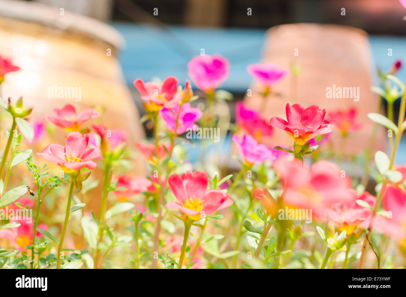 Common Purslane or Verdolaga or Pigweed or Little Hogweed or Pusley ...