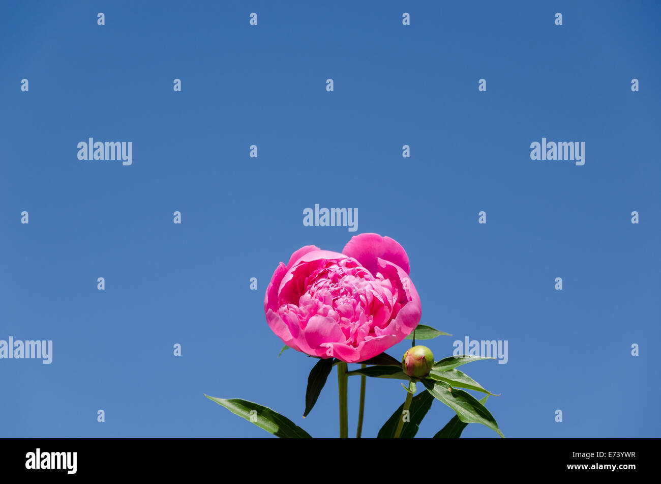 pink peony blossom on blue sky background Stock Photo - Alamy