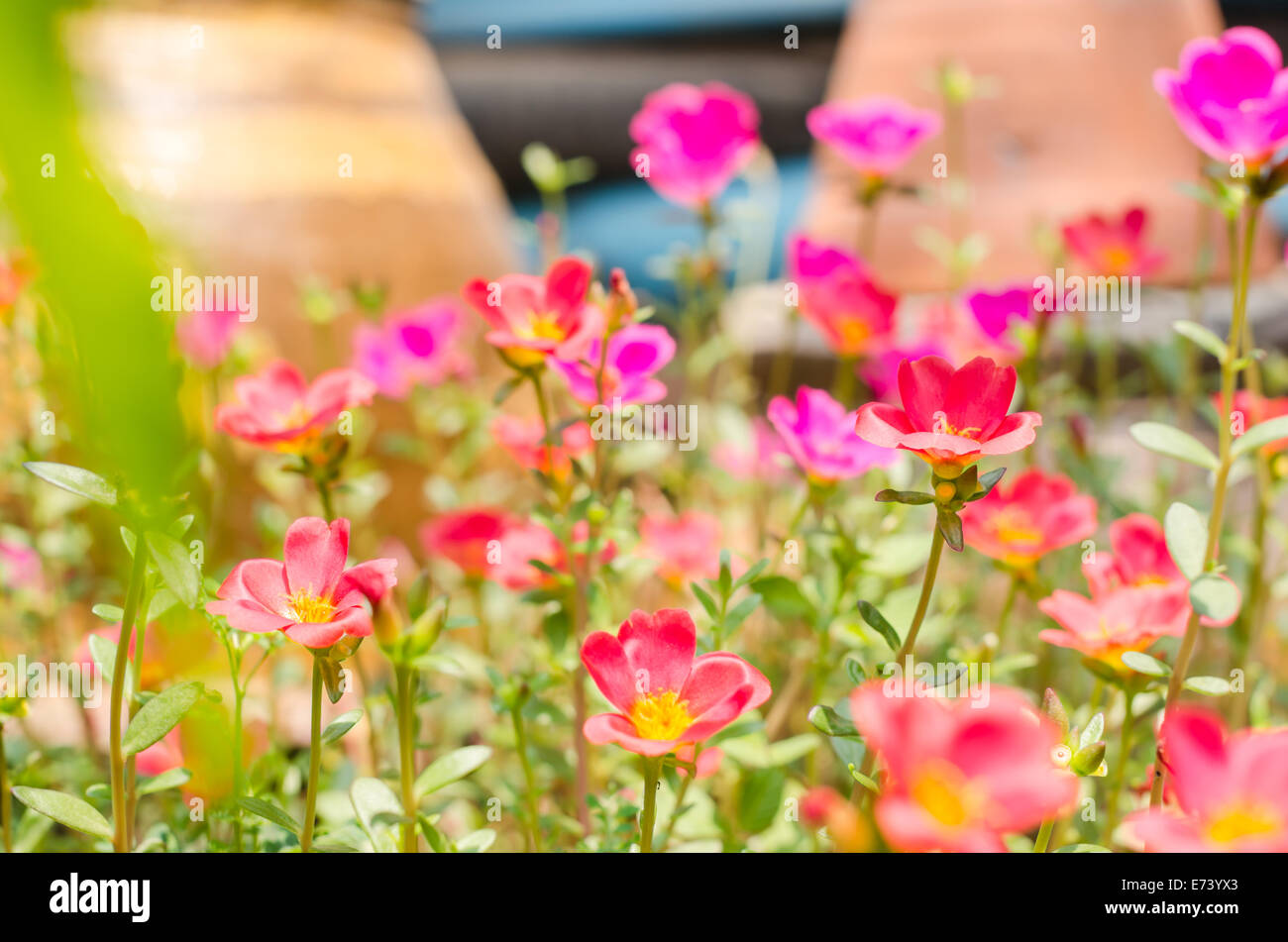 Common Purslane or Verdolaga or Pigweed or Little Hogweed or Pusley ...