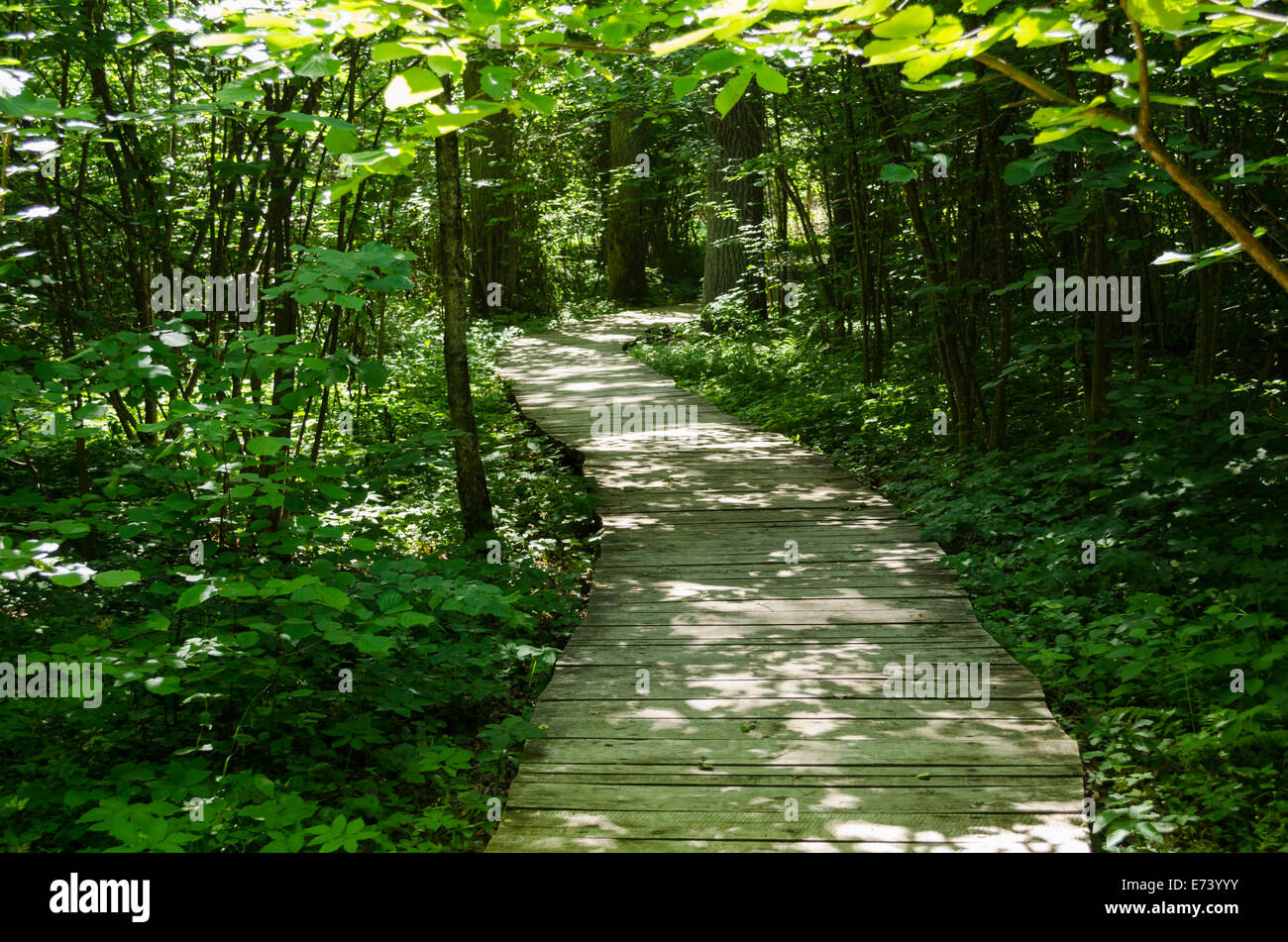 wooden path through the green park area for cognitive excursion Stock ...