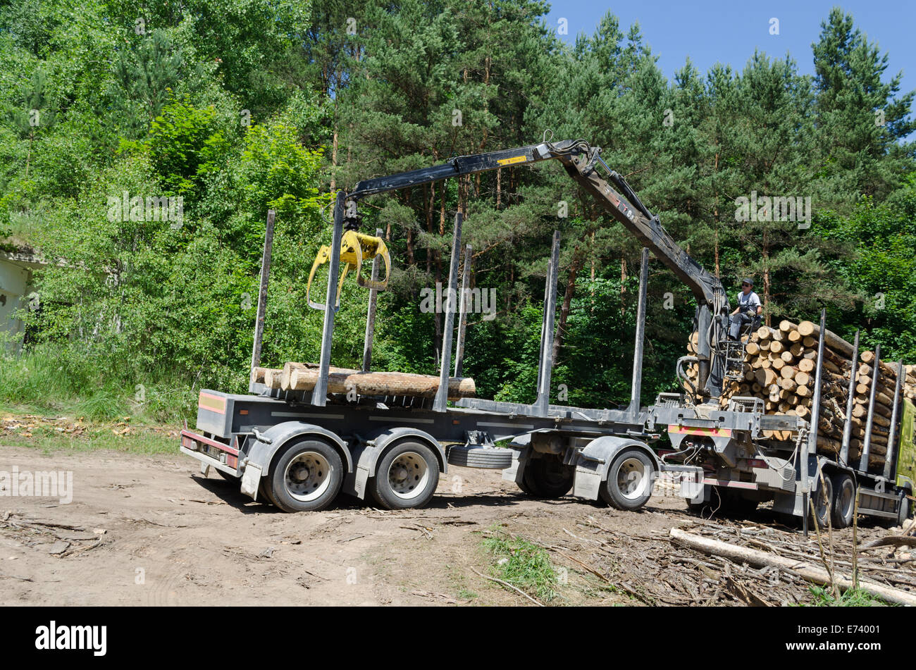 Worker man load felled tree logs with timber crane to heavy truck ...