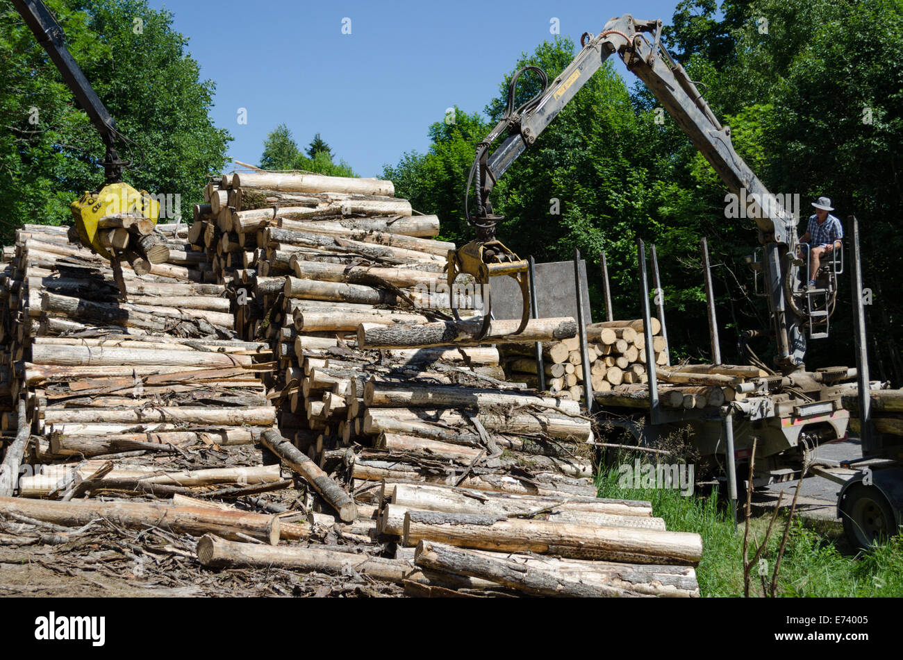 Man loading felled tree logs with timber crane to heavy truck trailer ...