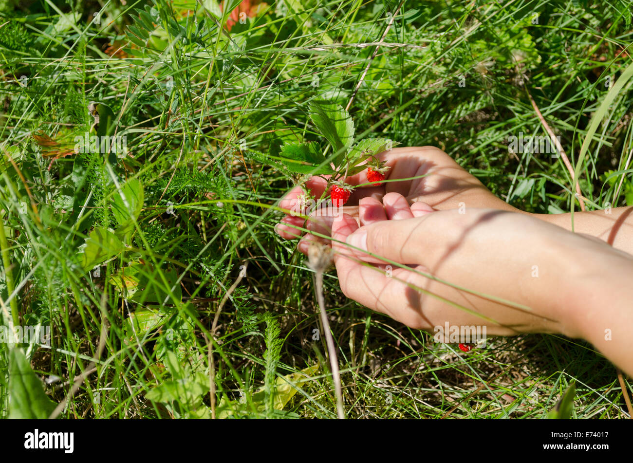 woman girl hands gather pick wild strawberry to palm in forest meadow ...