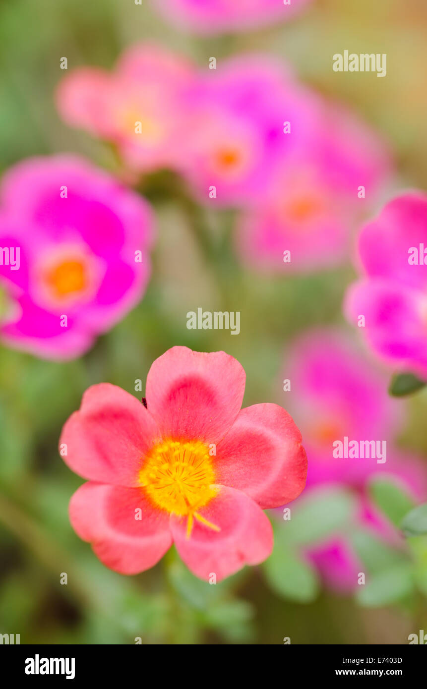 Common Purslane or Verdolaga or Pigweed or Little Hogweed or Pusley ...