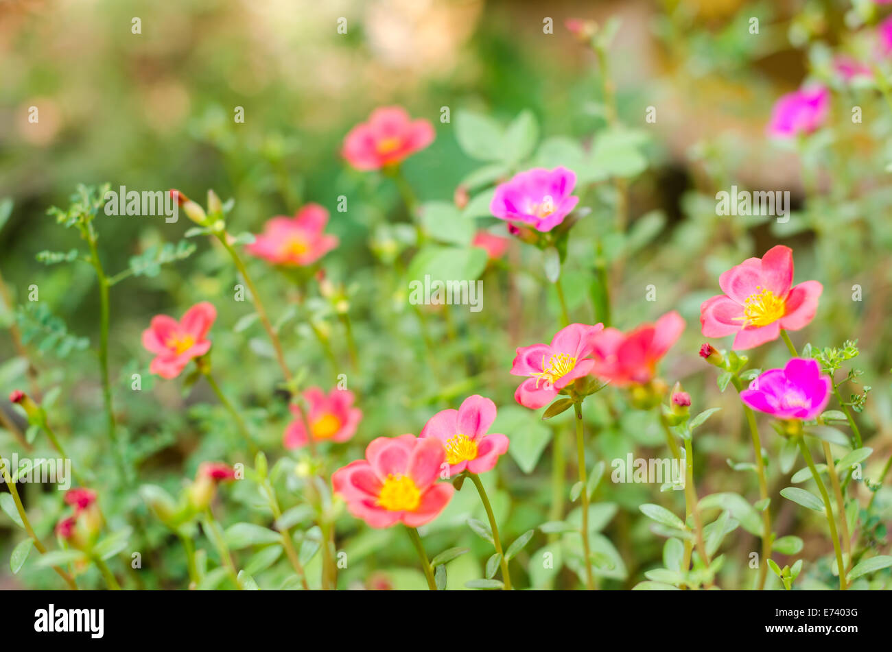 Pusley flower hi-res stock photography and images - Alamy