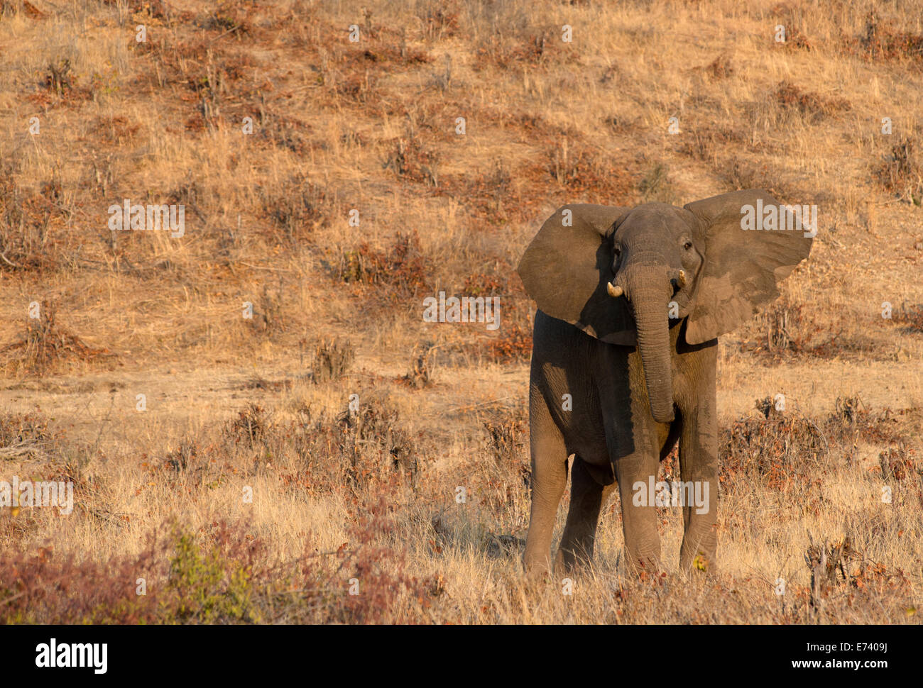 Aggressive colors hi-res stock photography and images - Alamy