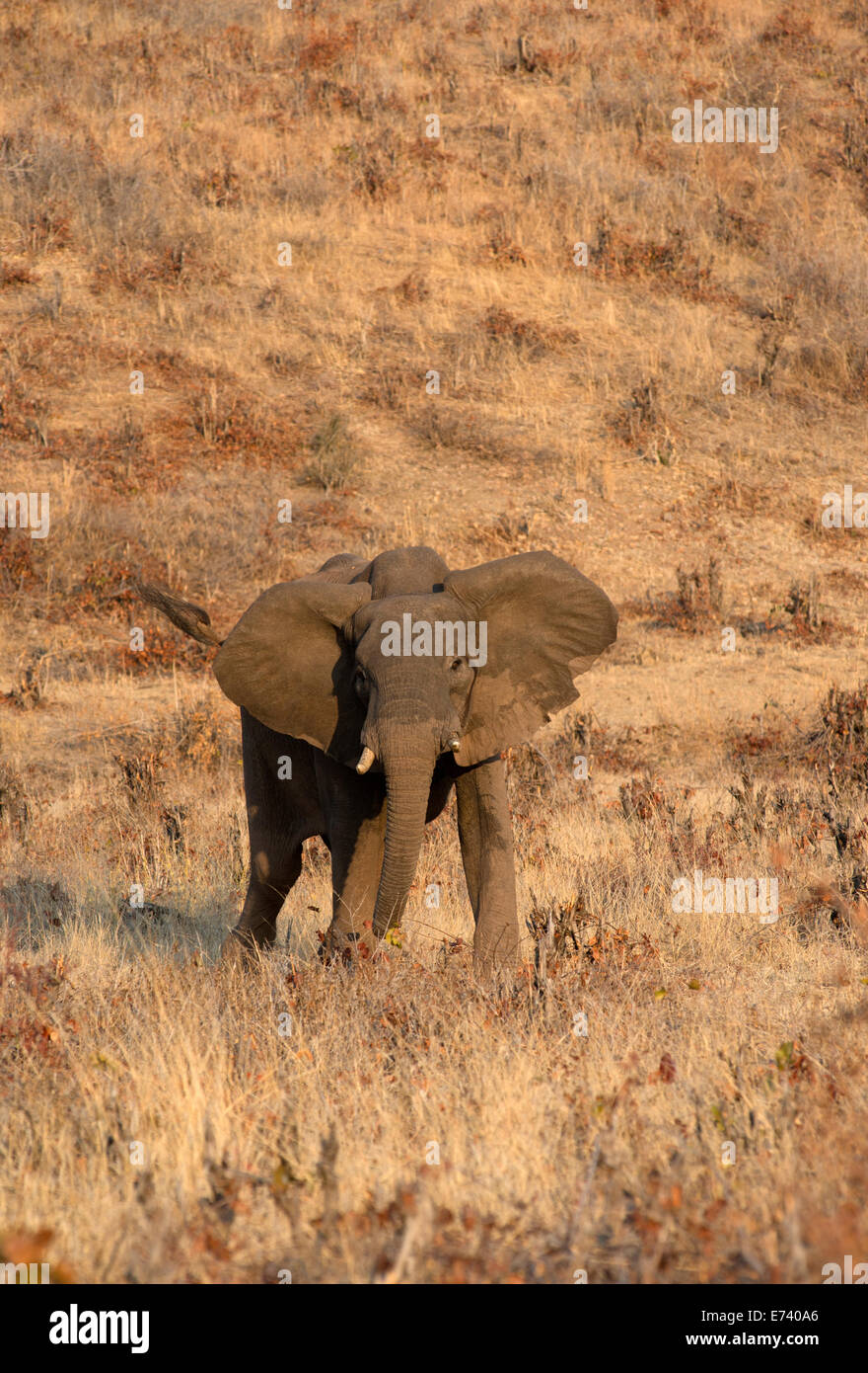 Aggressive colors hi-res stock photography and images - Alamy