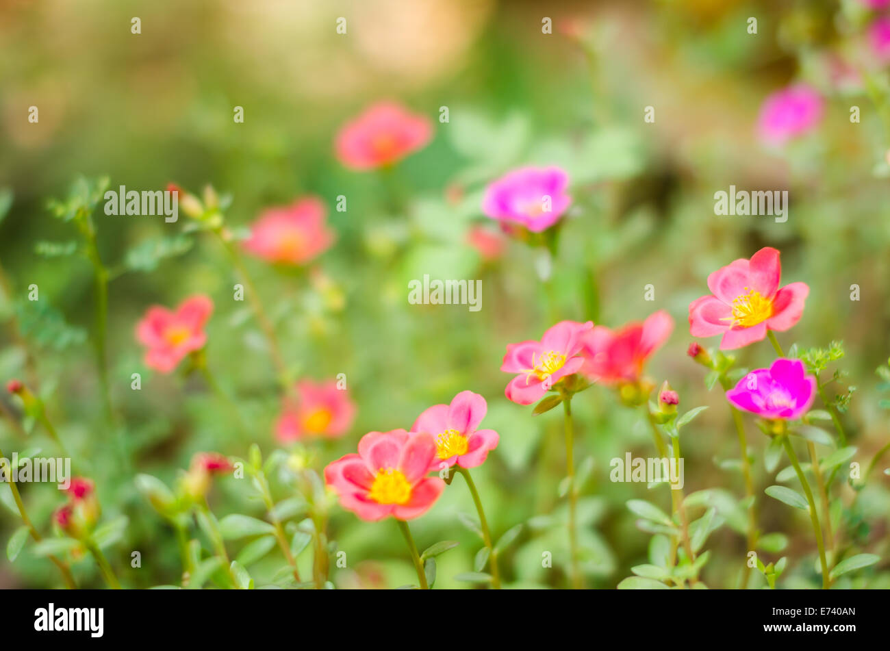 Common Purslane or Verdolaga or Pigweed or Little Hogweed or Pusley ...