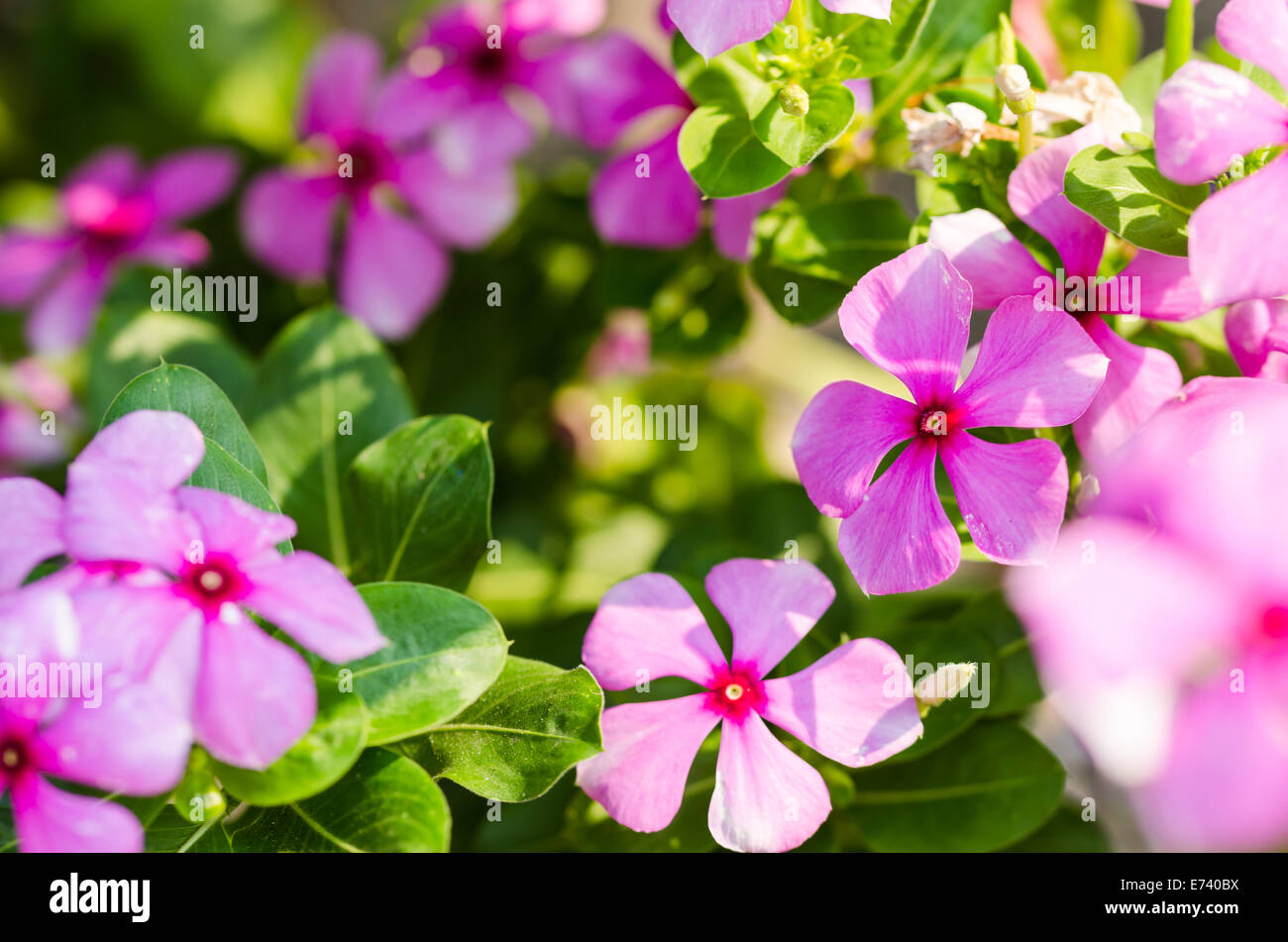 Catharanthus roseus or Periwinkle or Madagascar rosy periwinkle or Cape ...