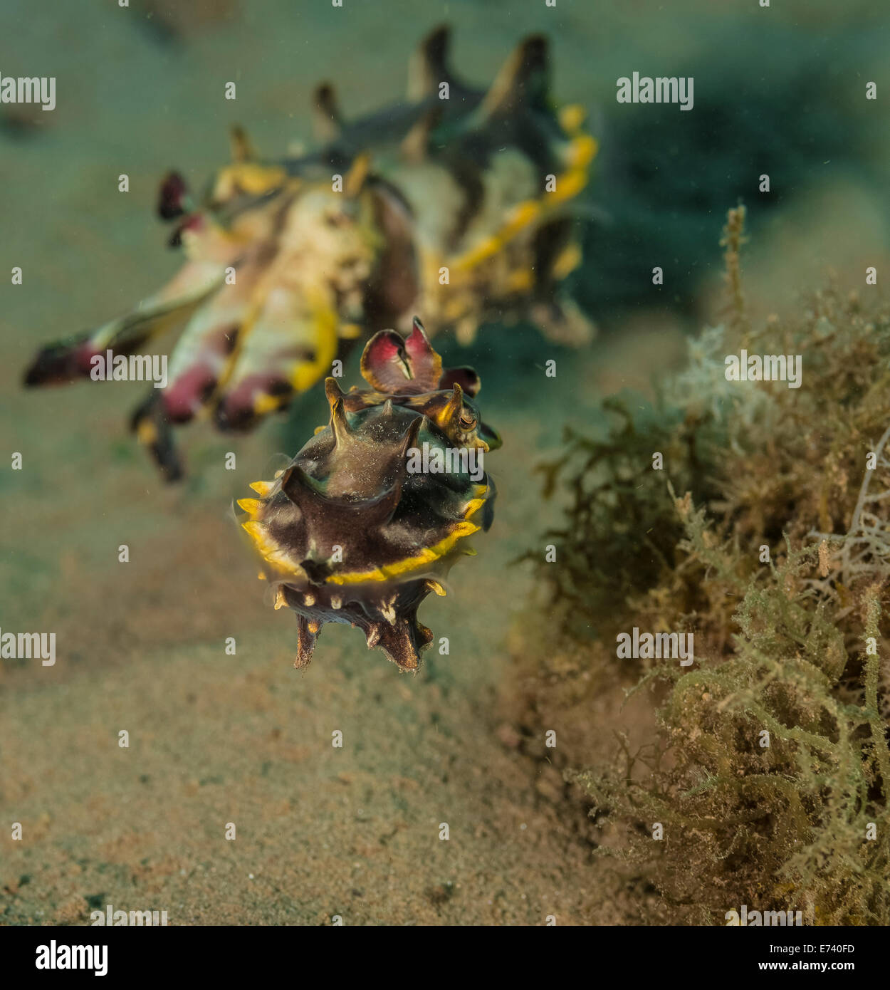 Baby and adult flamboyant cuttlefish Stock Photo - Alamy